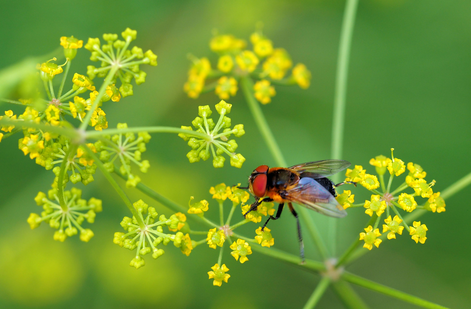 Mittwochsblümchen mit Anhang… Foto & Bild | fotos, pflanzen, blüte ...