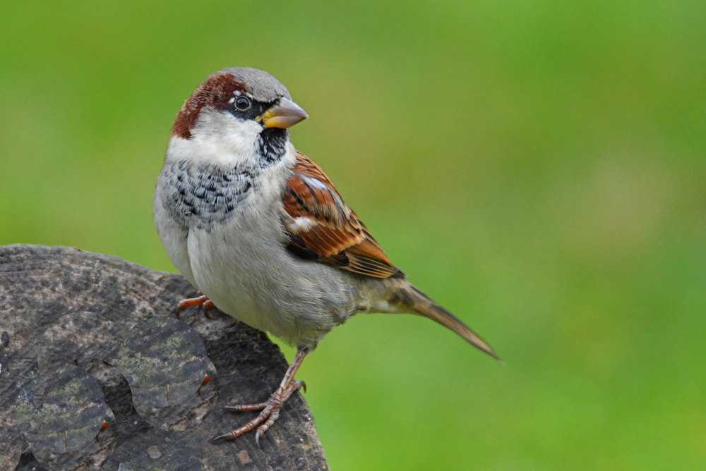 Mâle moineau photo et image | animaux, animaux sauvages, oiseaux Images ...