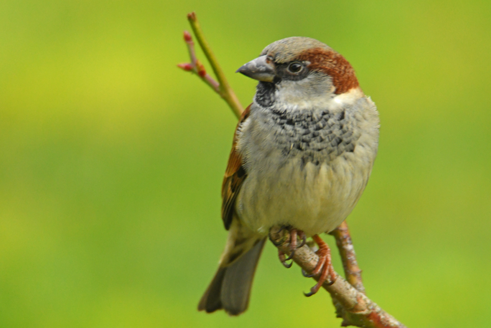 Mâle moineau photo et image | animaux, animaux sauvages, oiseaux Images ...