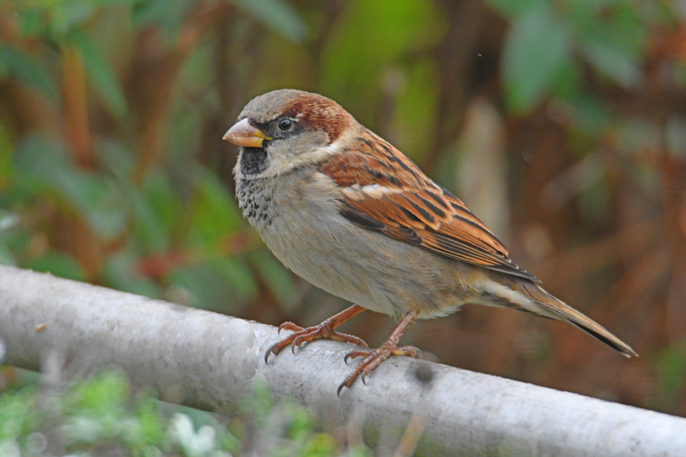Mâle moineau photo et image | animaux, animaux sauvages, oiseaux Images ...