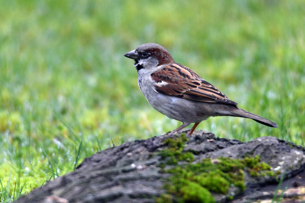 Mâle moineau photo et image | animaux, animaux sauvages, oiseaux Images ...