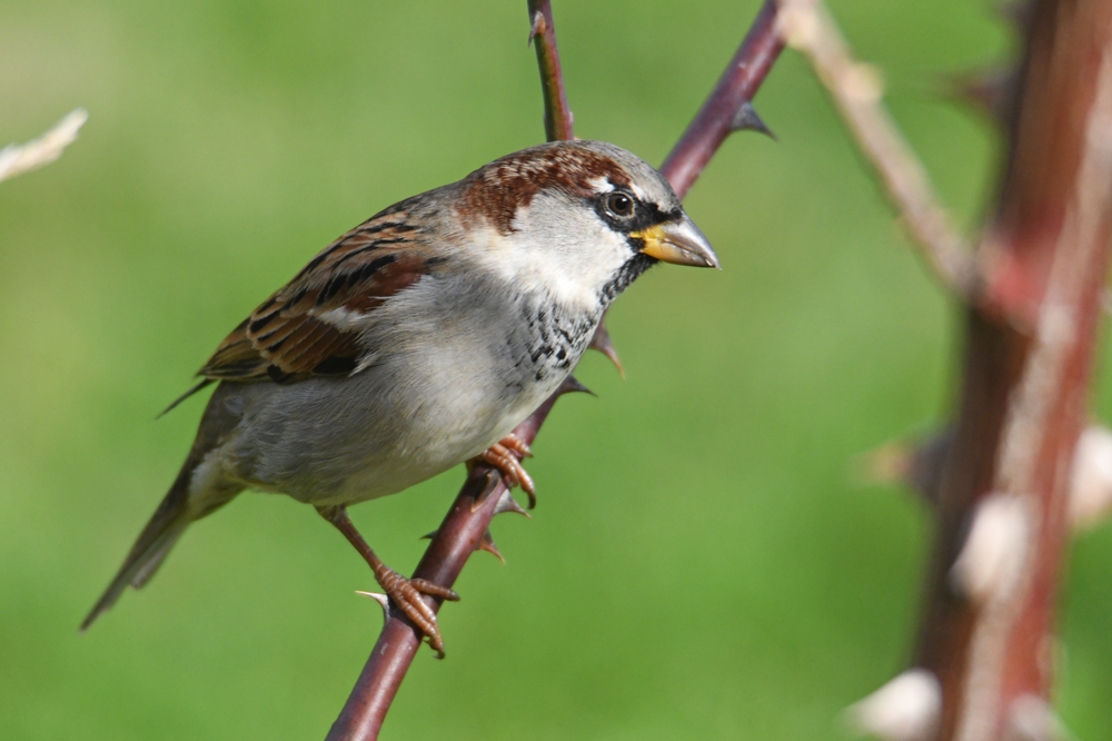 Mâle moineau photo et image | animaux, animaux sauvages, oiseaux Images ...