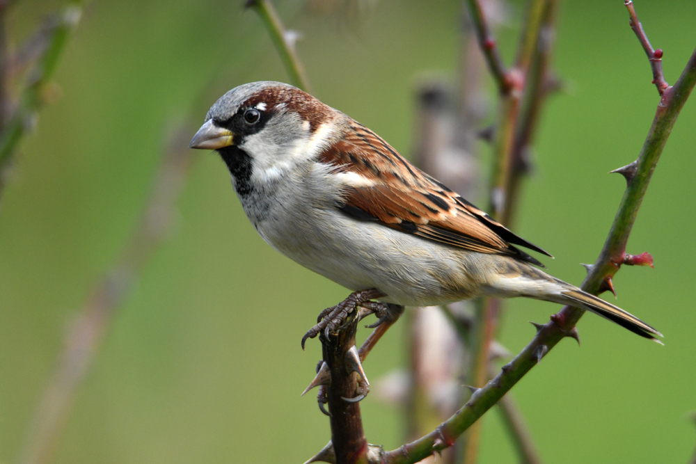Mâle moineau photo et image | animaux, animaux sauvages, oiseaux Images ...