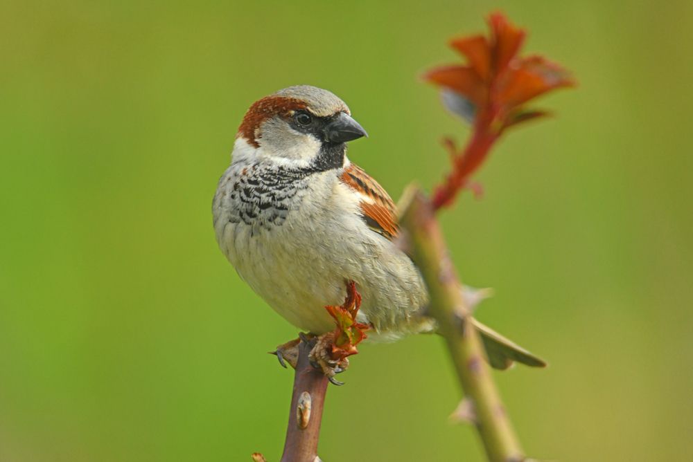 Mâle moineau photo et image | animaux, animaux sauvages, oiseaux Images ...