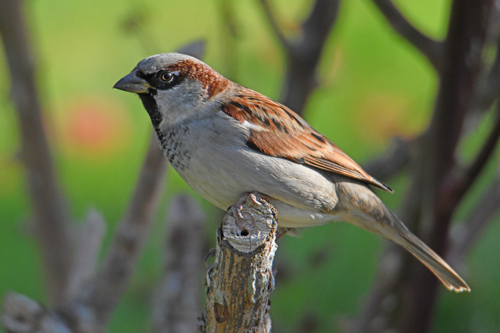Mâle moineau photo et image | animaux, animaux sauvages, oiseaux Images ...