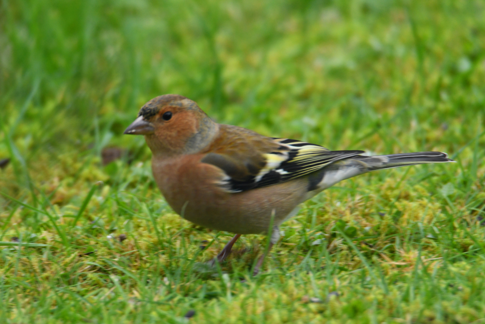 Mâle pinson photo et image | animaux, animaux sauvages, oiseaux Images ...