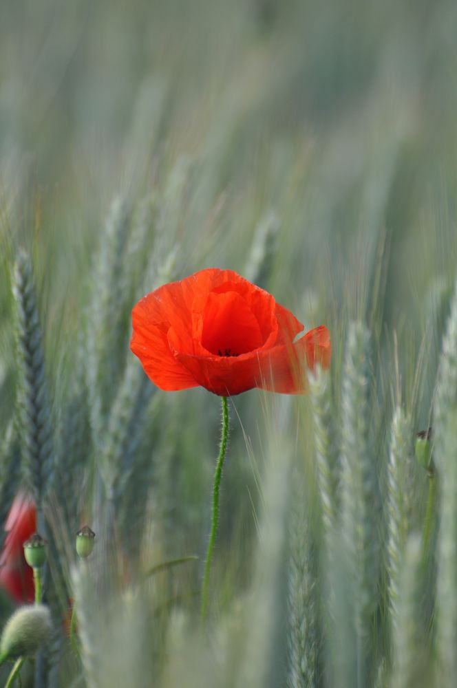 M.M. MOHN IM MITTELPUNKT Foto & Bild | mohn, mohn felder wiesen rot ...