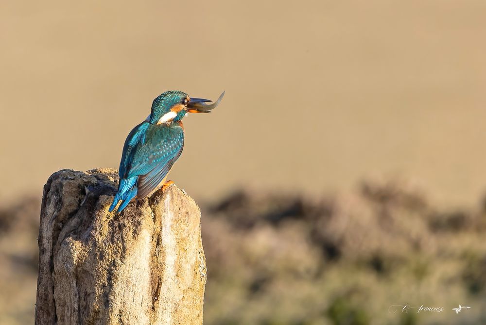 Mme Martin pêcheur et son poisson photo et image | animaux, animaux ...