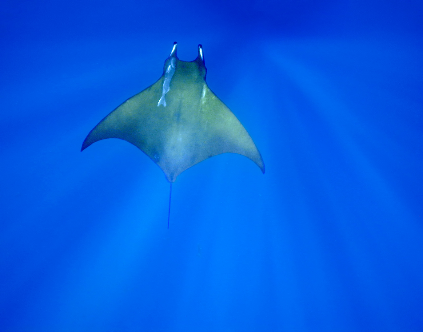 Mobula Foto & Bild | natur, tiere, wildlife Bilder auf fotocommunity