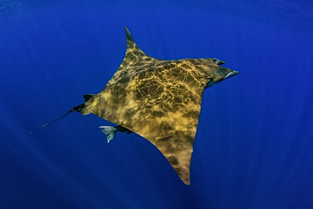 Mobula Azoren Foto & Bild | tiere, unterwasser, uw-salzwasser Bilder ...