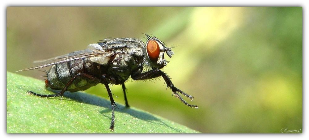 Moche,la mouche ? photo et image | macro nature, macro insectes ...