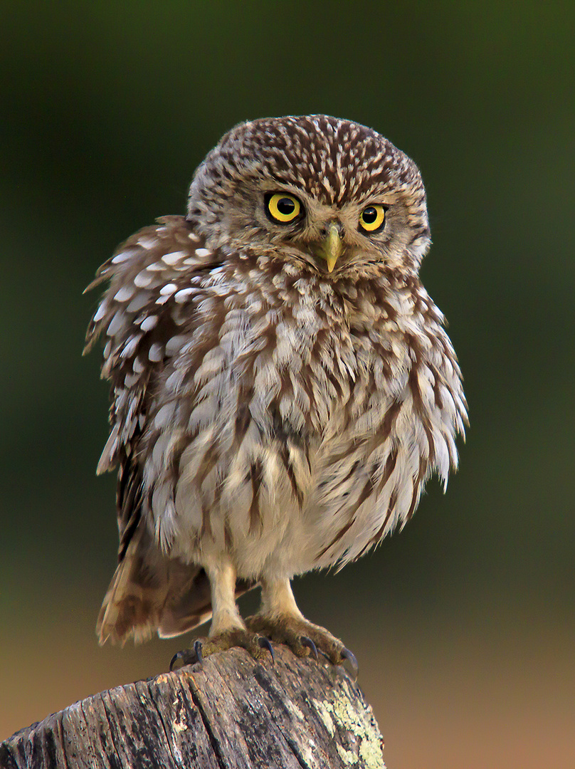 MOCHUELO Imagen & Foto | animales, animales salvajes, naturaleza Fotos ...