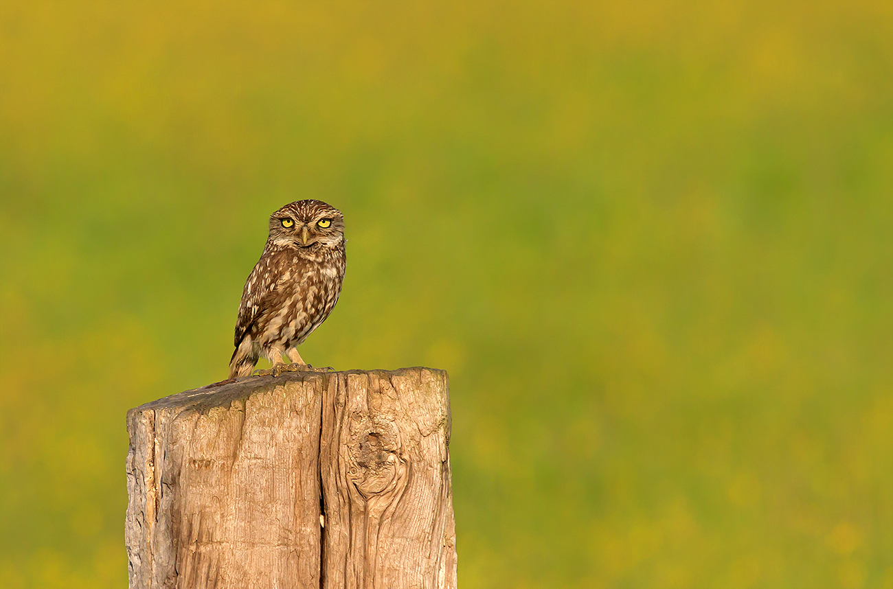 MOCHUELO Imagen & Foto | animales, animales salvajes, naturaleza Fotos ...