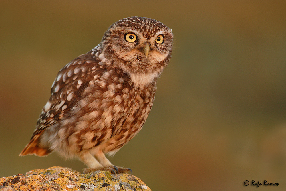 "Mochuelo europeo" Imagen & Foto | fotógrafos del mes, 2012, 06 ...