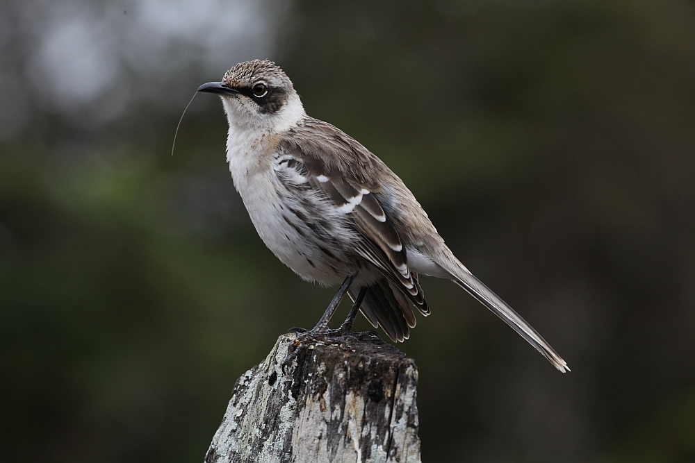 Mockingbird Foto & Bild | tiere, wildlife, wild lebende vögel Bilder ...