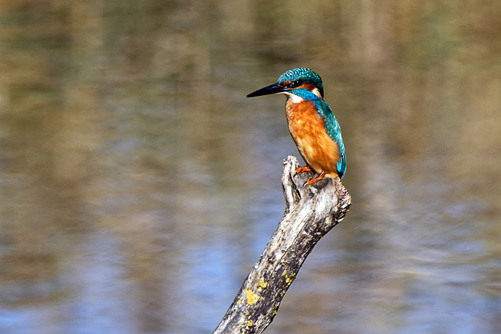 Model gesessen Foto & Bild | tiere, wildlife, wild lebende vögel Bilder ...
