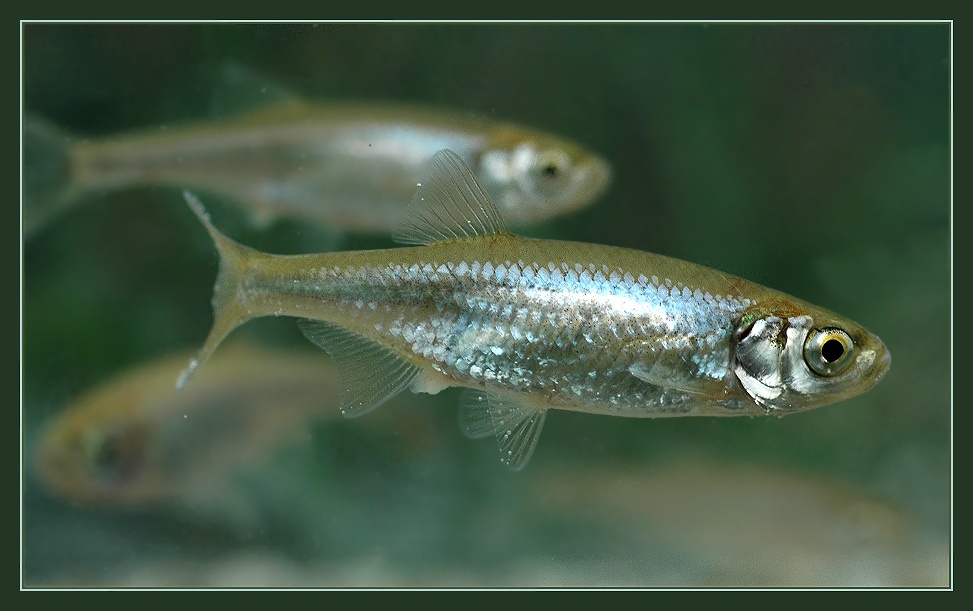 Moderlieschen.... Foto & Bild | tiere, wildlife, fische Bilder auf ...