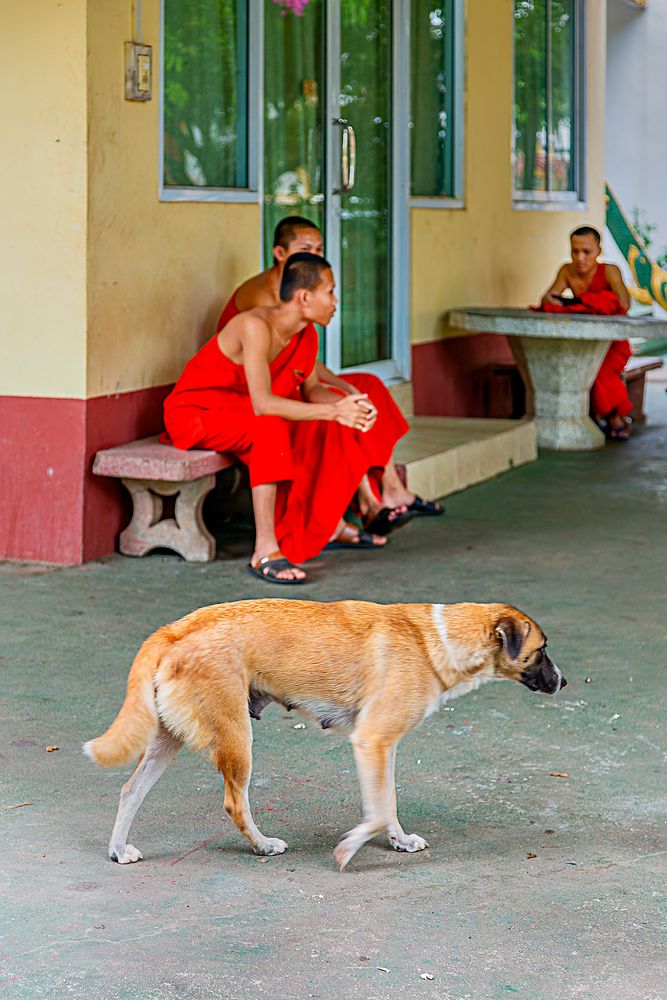 Mönche mit Hund Foto & Bild | people, world, orange Bilder auf ...