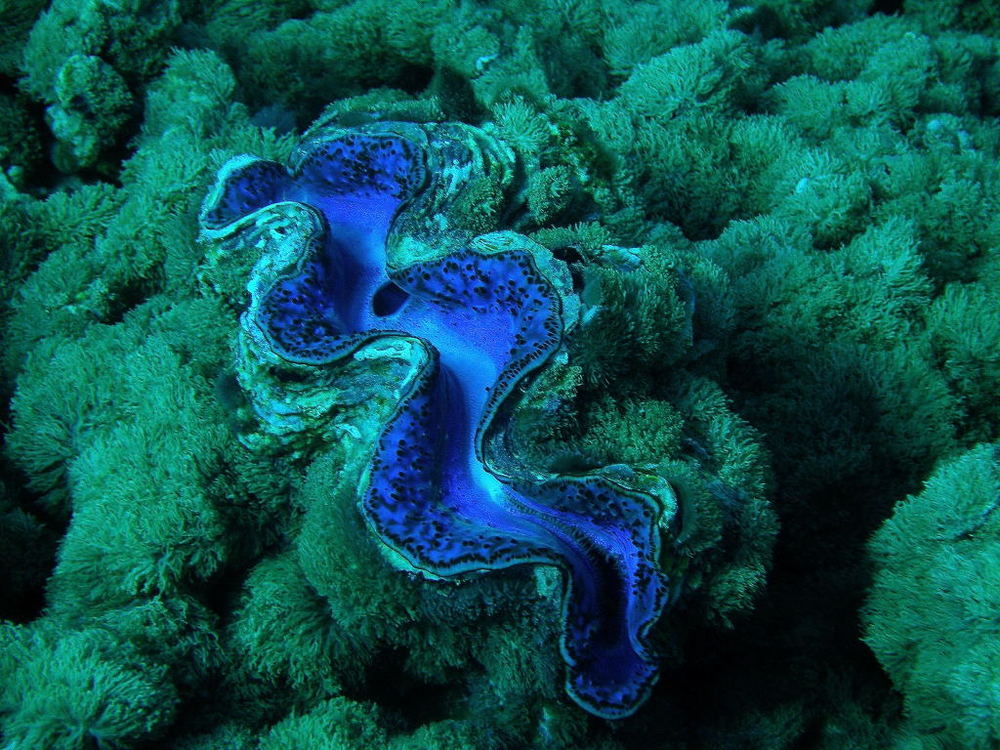 Mördermuschel Foto & Bild | tiere, wildlife, schnecken & muscheln ...