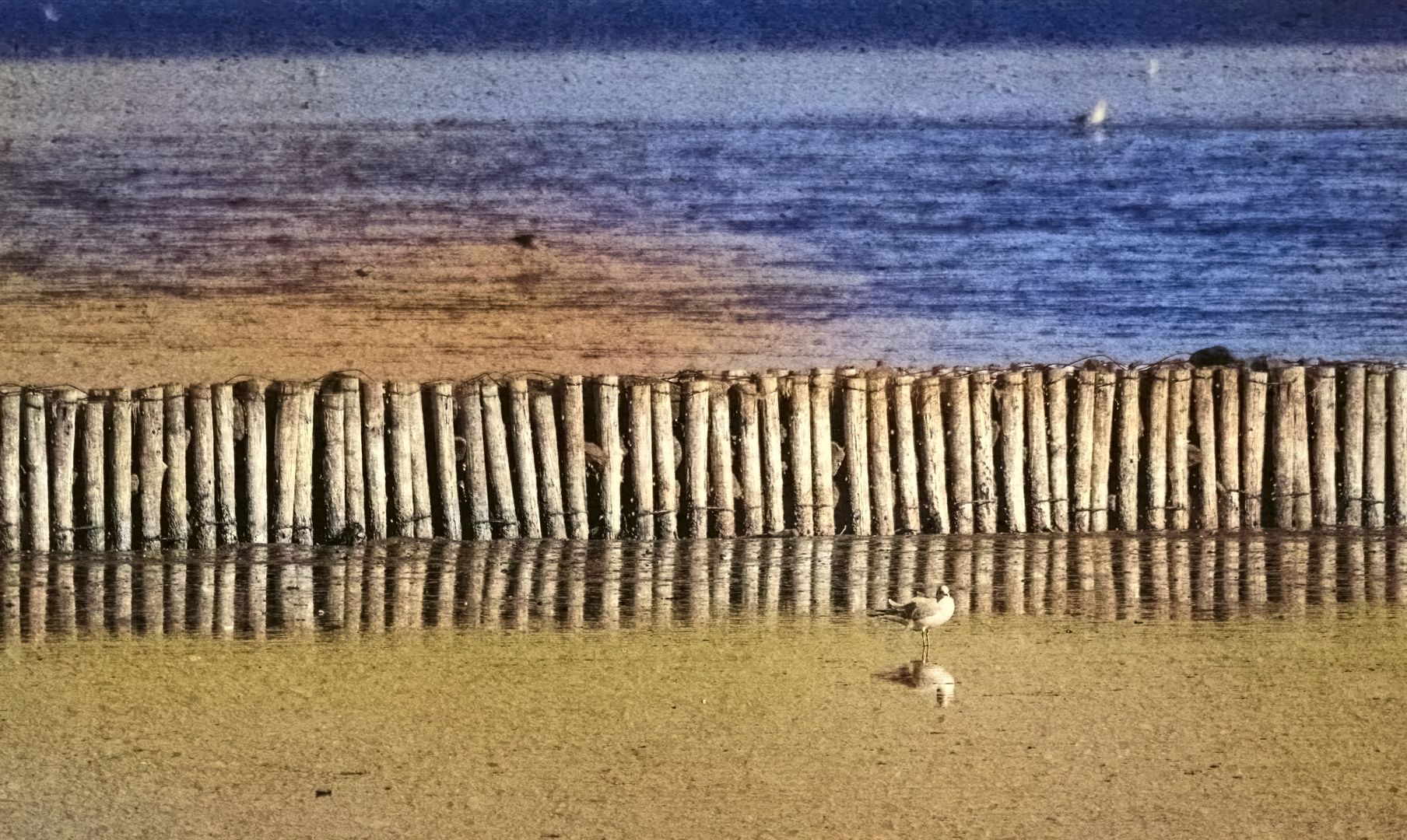 Möwe Foto & Bild | bearbeitungs - techniken, filtertechniken, digiart Bilder auf fotocommunity