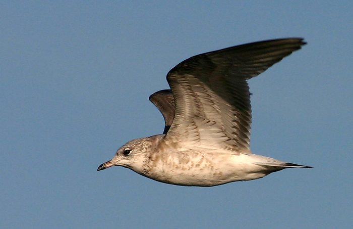 Moewe Foto & Bild | tiere, wildlife, wild lebende vögel Bilder auf ...
