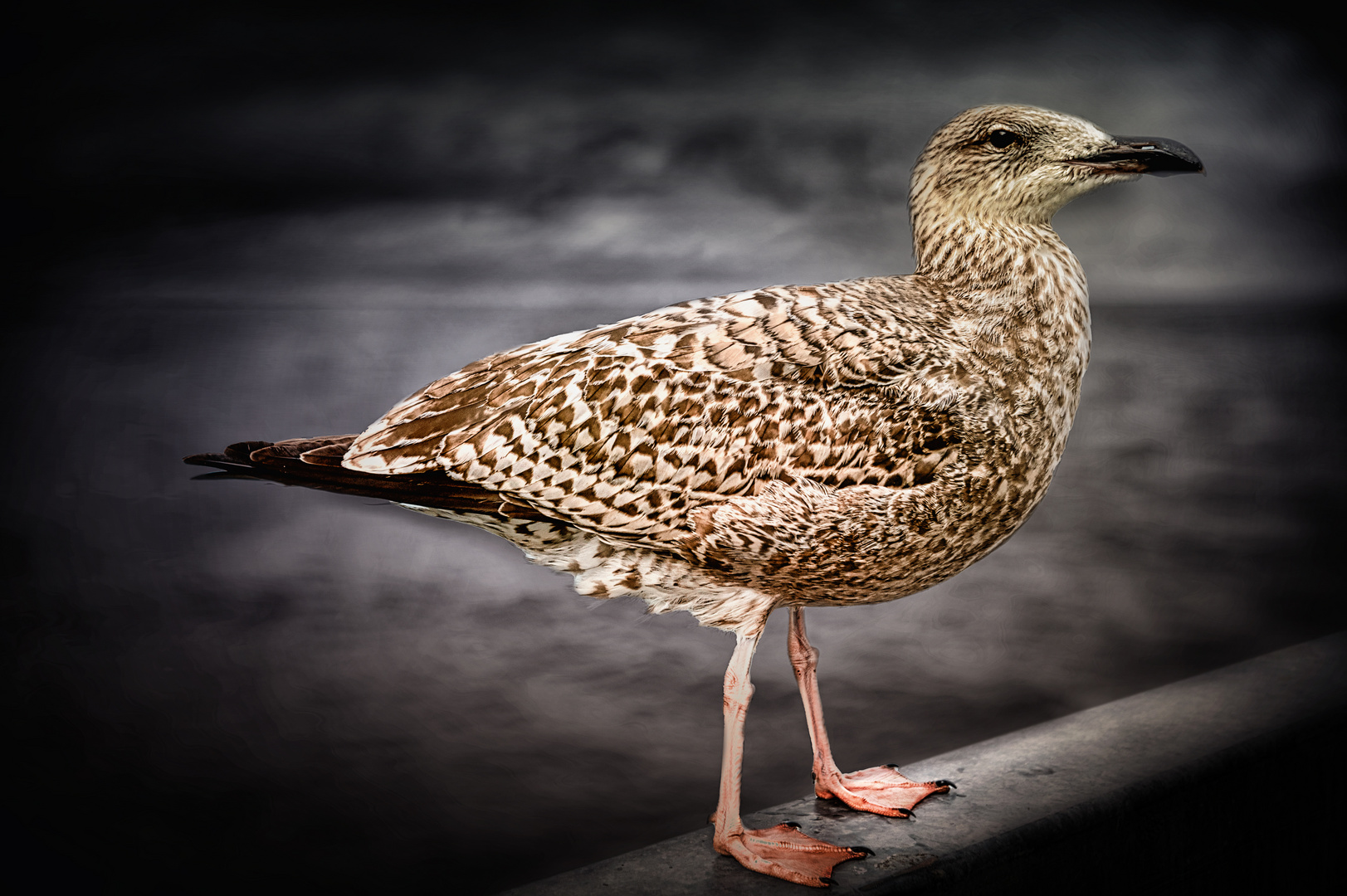 Möwe Foto & Bild | tiere, wildlife, ostsee Bilder auf fotocommunity