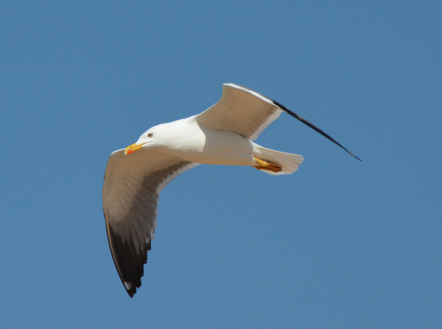 Möwe Foto & Bild | tiere, wildlife, portugal Bilder auf fotocommunity