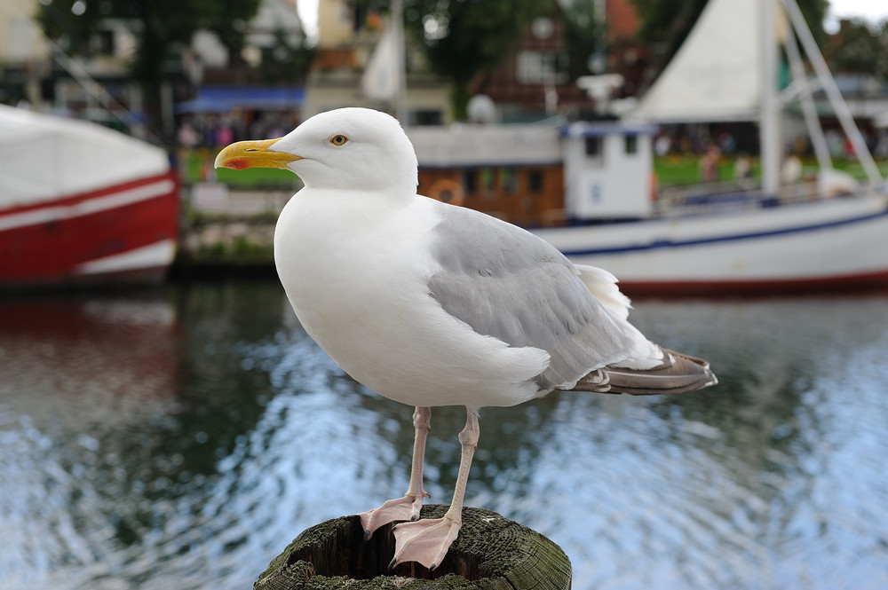 Möwe Foto & Bild | deutschland, europe, mecklenburg- vorpommern Bilder ...