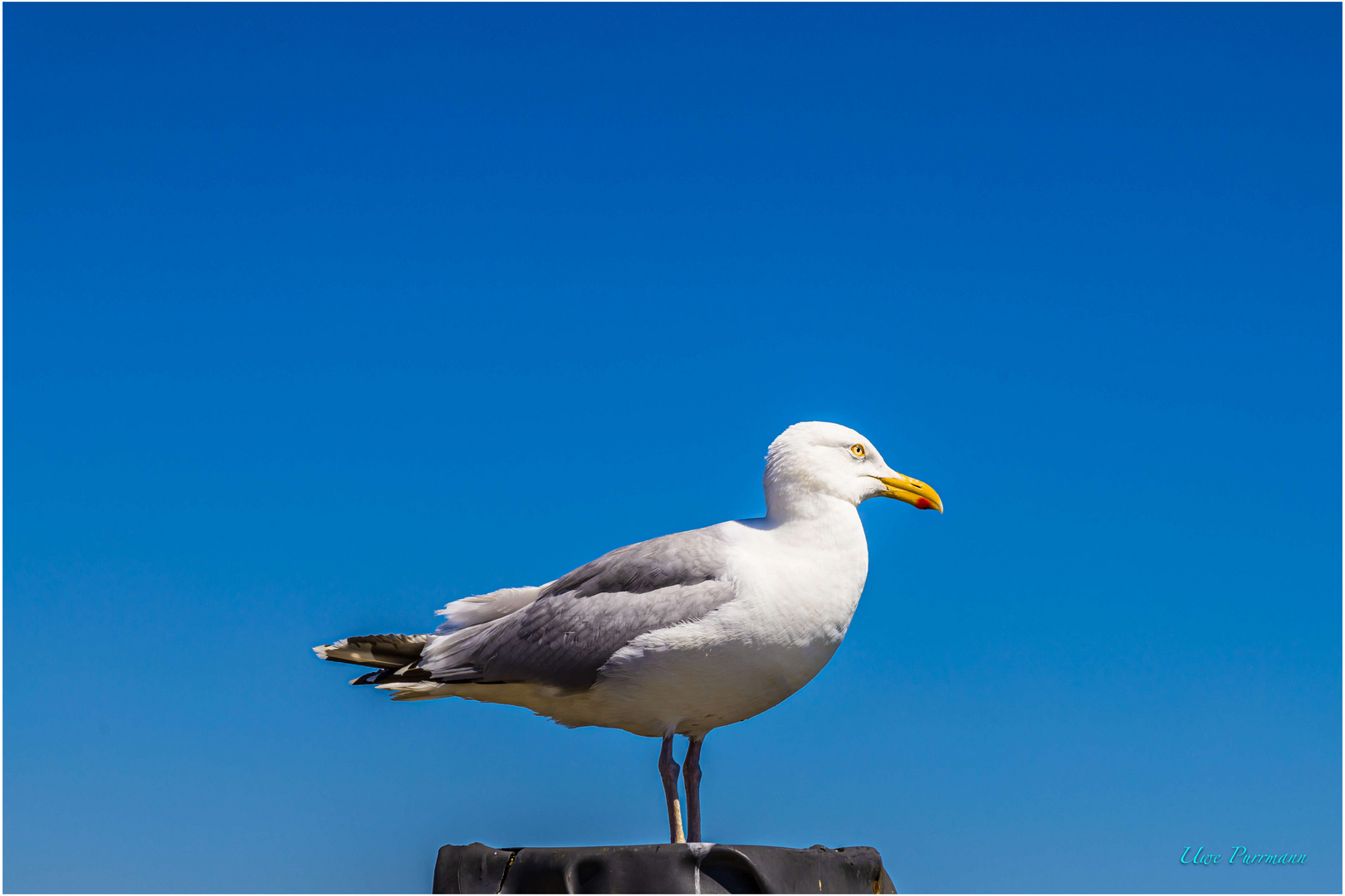 Möwe Foto & Bild | tiere, wildlife, fotos Bilder auf fotocommunity