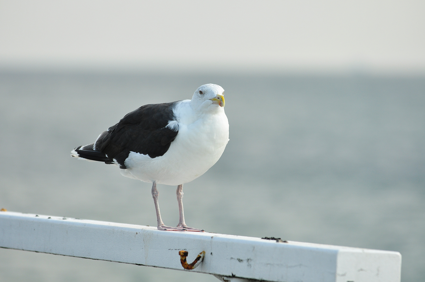 Möwe Foto & Bild | tiere, spuren von tieren, natur Bilder auf fotocommunity