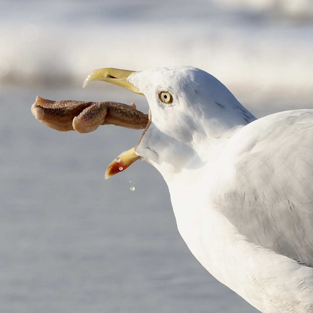 Möwe Foto & Bild | tiere, wildlife, natur Bilder auf fotocommunity
