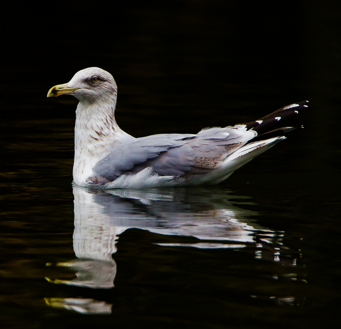 Möwe Foto & Bild | natur, tiere, zoo, wildpark & falknerei Bilder auf ...