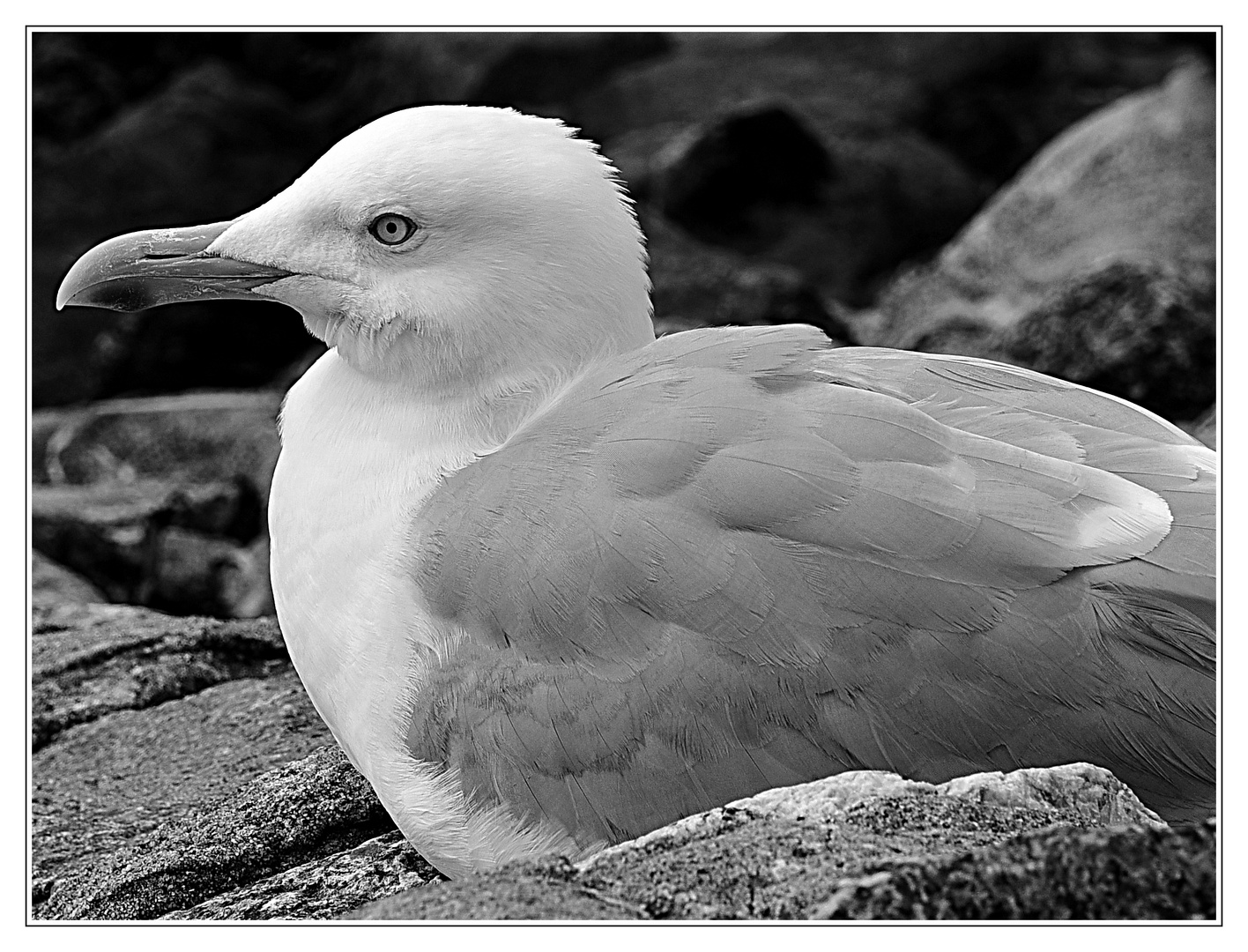 Möwe Foto & Bild | deutschland, europe, niedersachsen Bilder auf ...