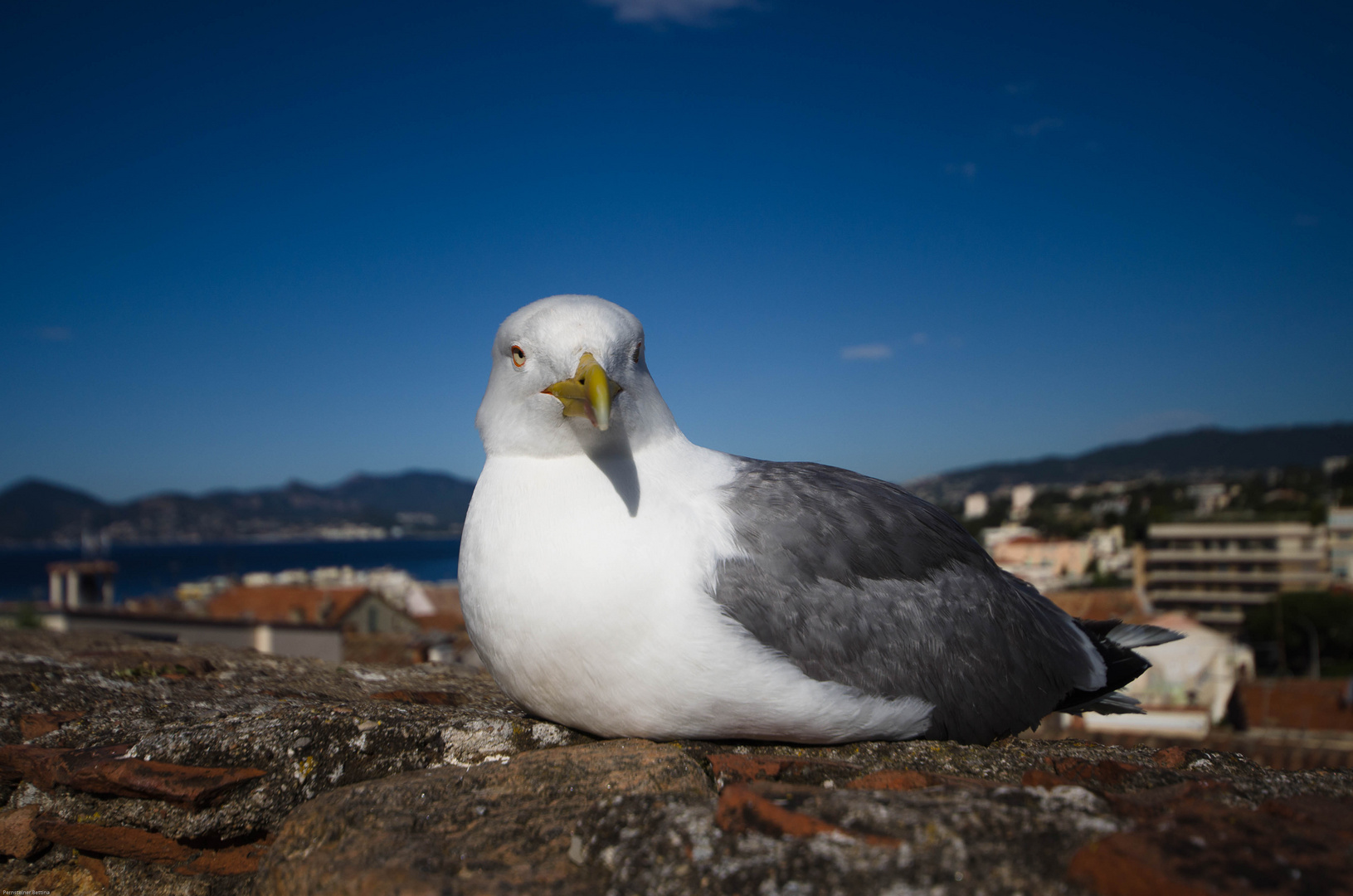 Möwe Foto & Bild | natur Bilder auf fotocommunity