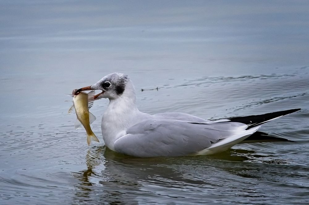 Möwe mit Fisch Foto & Bild | tiere, wildlife, wild lebende vögel Bilder ...