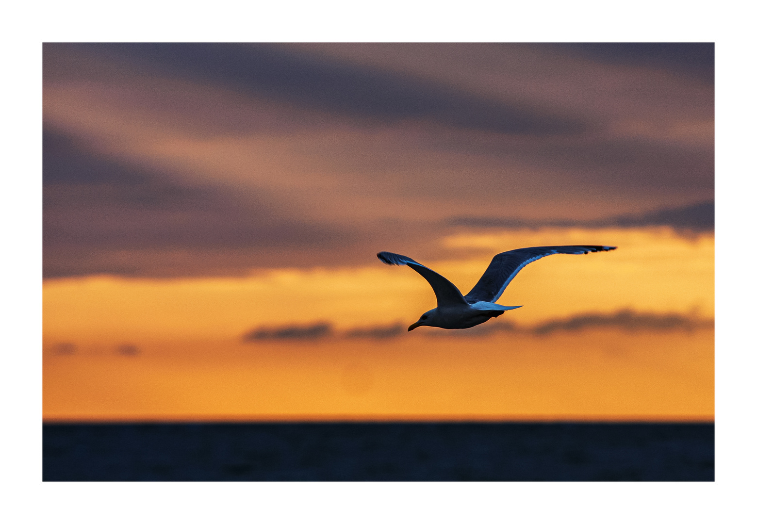 Möwen so im Flug.... Foto & Bild | deutschland, europe, schleswig ...