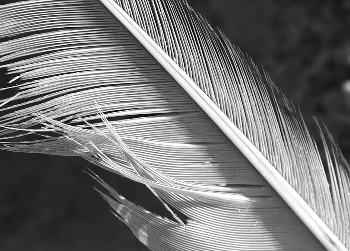 Möwenfeder Foto & Bild | fotos, world, natur Bilder auf fotocommunity