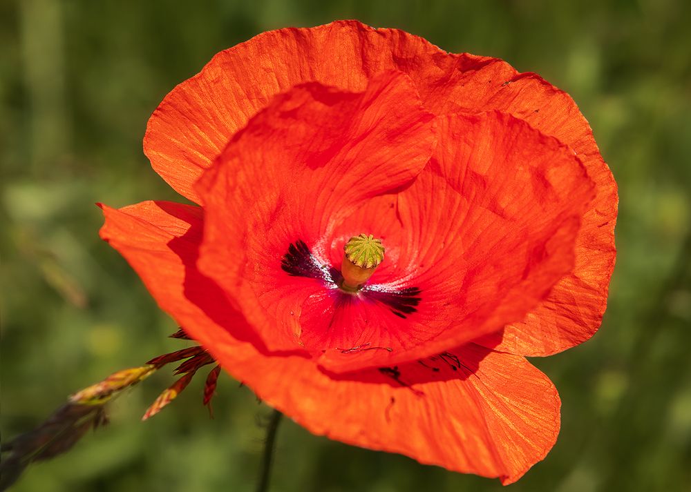 Mohn 001a Foto & Bild | pflanzen, pilze & flechten, blüten ...