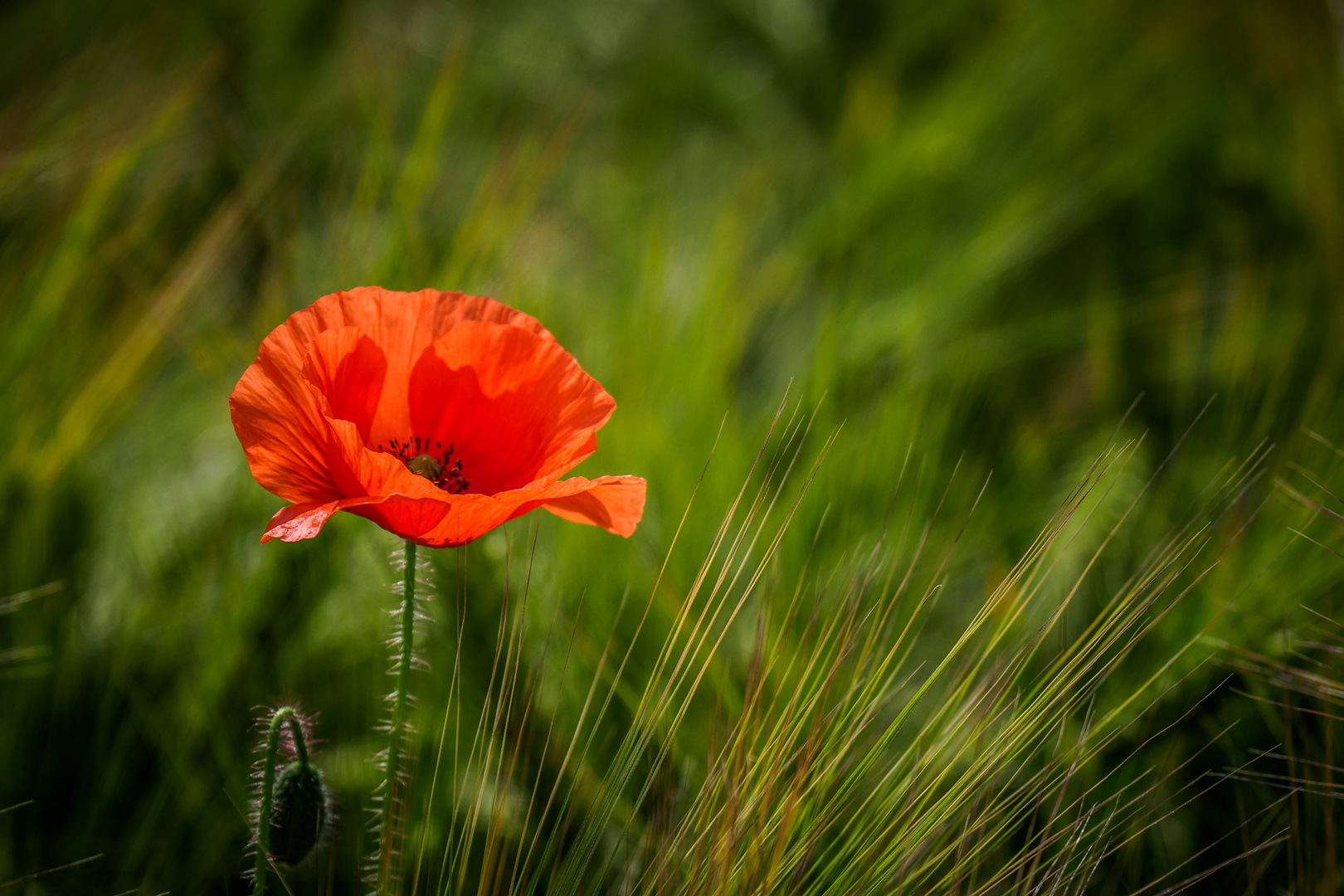 Mohn Foto & Bild | deutschland, europe, brandenburg Bilder auf ...