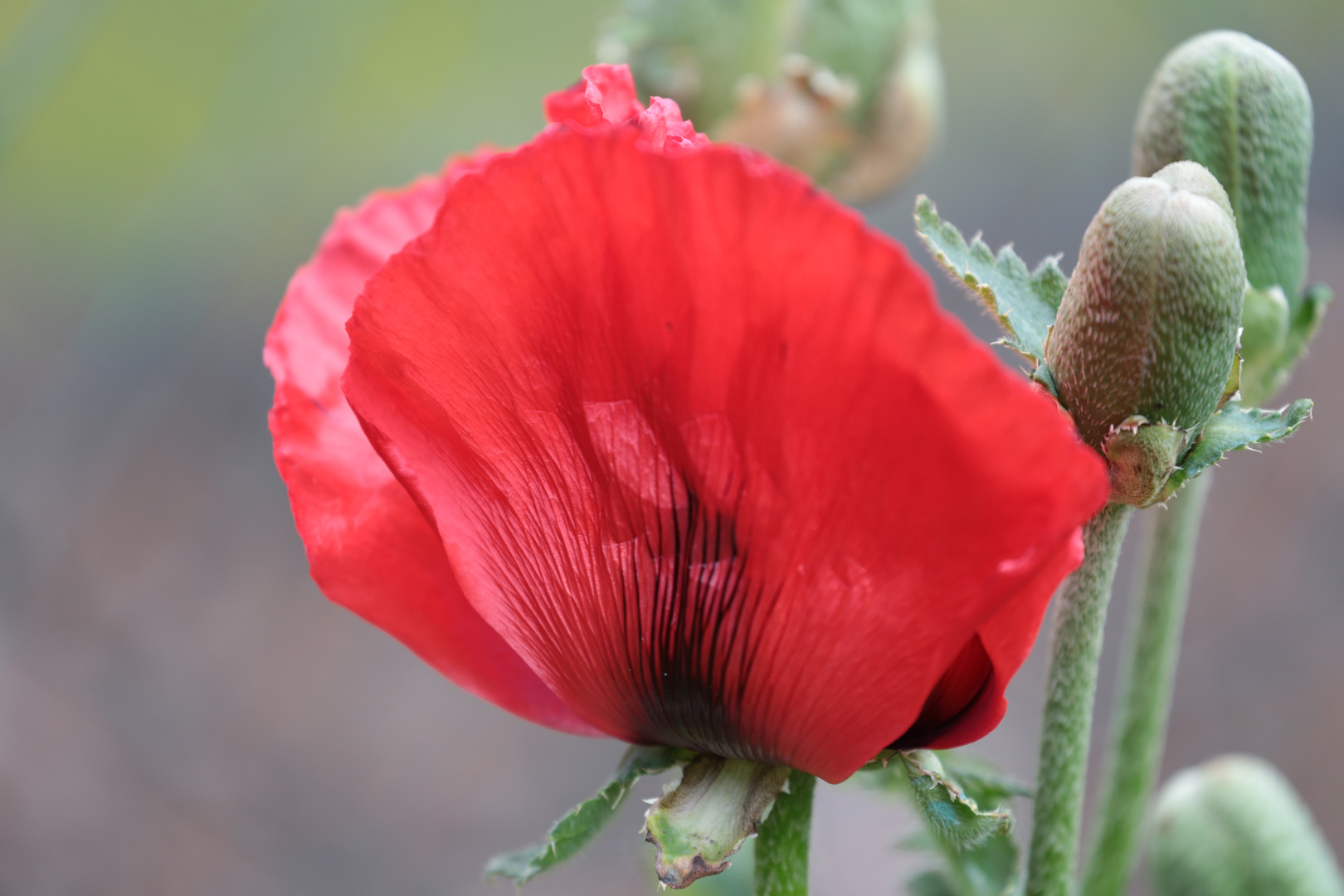 Mohn Foto & Bild | outdoor, natur, pflanzen Bilder auf fotocommunity