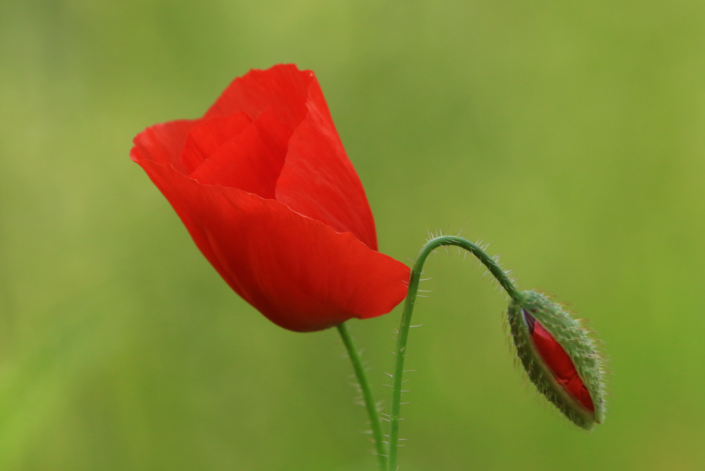 Mohn Foto & Bild | rot, sommer, natur Bilder auf fotocommunity