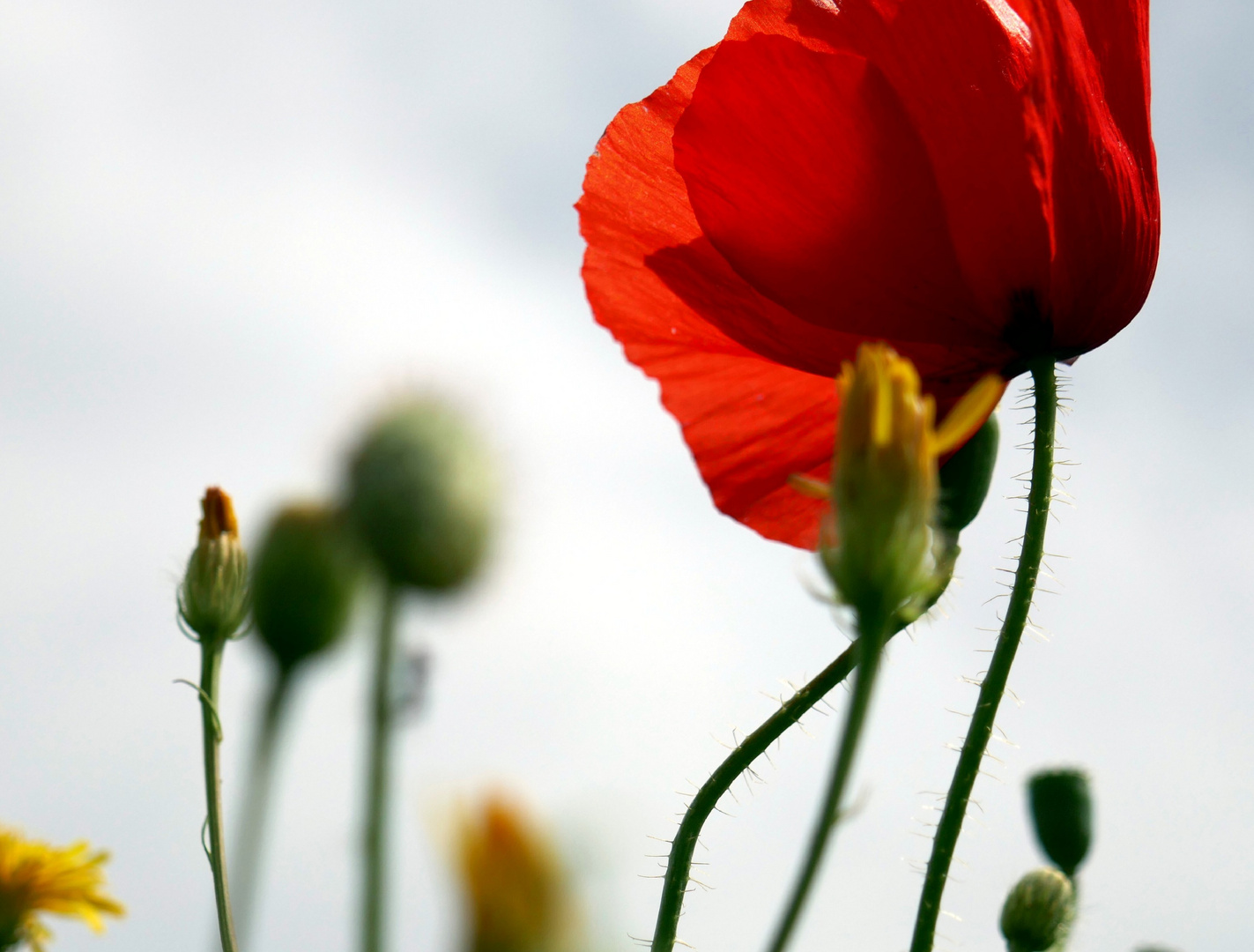 Mohn Foto & Bild | natur, mohn, pflanzen Bilder auf fotocommunity