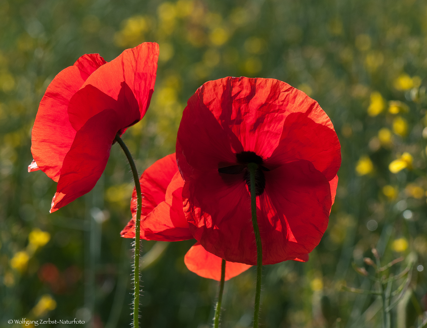 -- Mohn -- Foto & Bild | fotos, world, natur Bilder auf fotocommunity