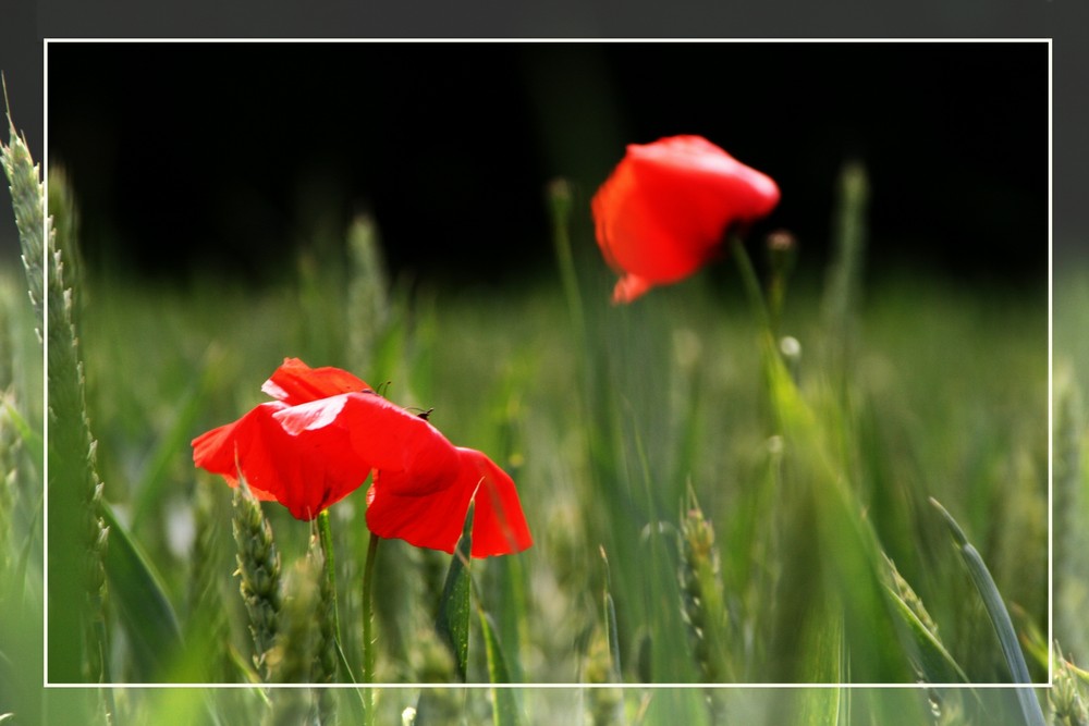 Mohn Foto & Bild | pflanzen, pilze & flechten, blüten- & kleinpflanzen ...