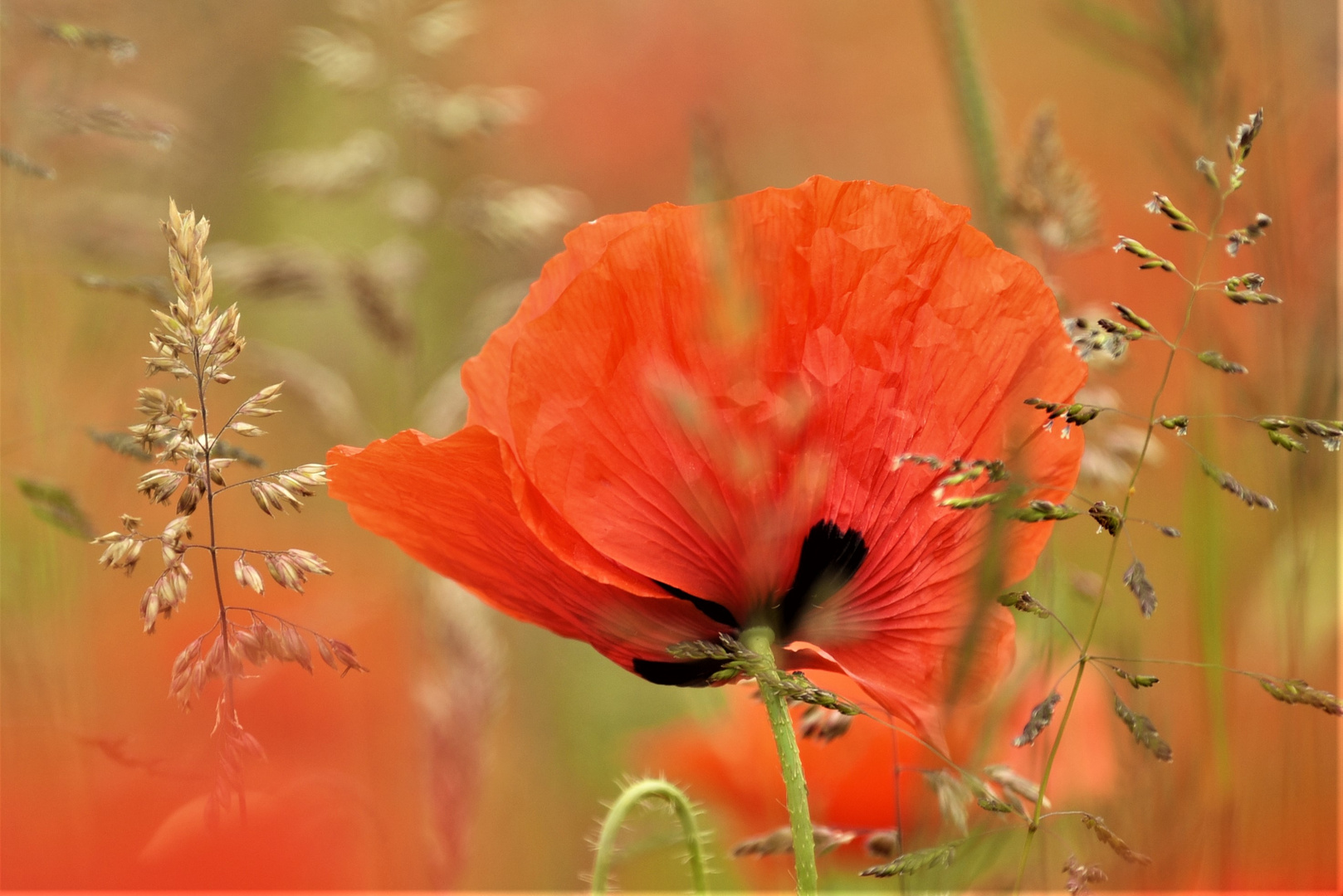 Mohn Foto & Bild | mohn, fotos, spezial Bilder auf fotocommunity