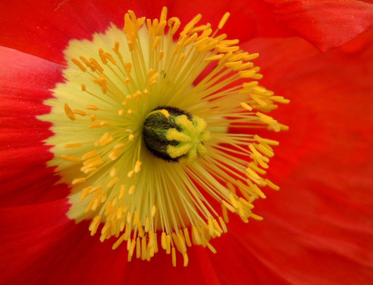 Mohn Foto & Bild | pflanzen, pilze & flechten, blüten- & kleinpflanzen ...