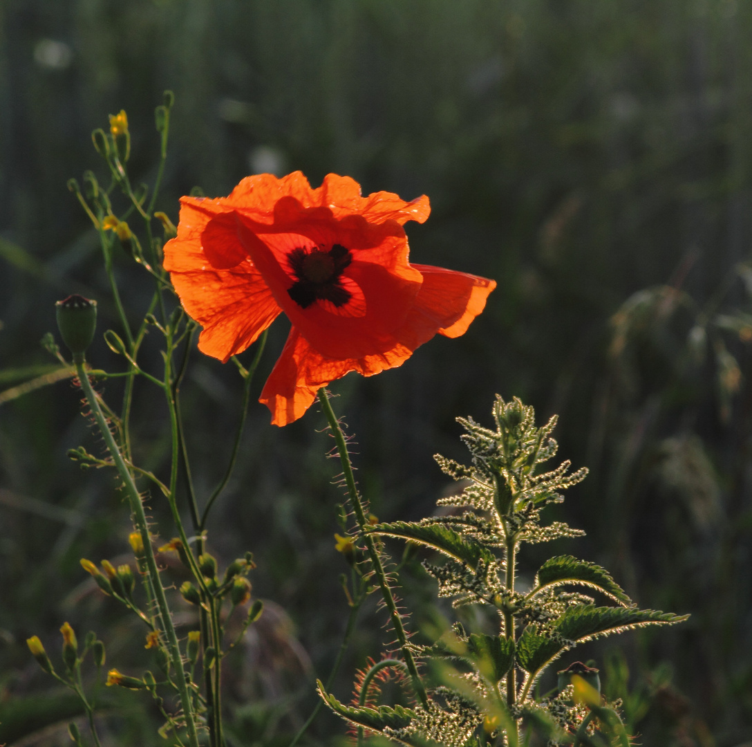 Mohn 1 Foto & Bild | pflanzen, pilze & flechten, blüten ...