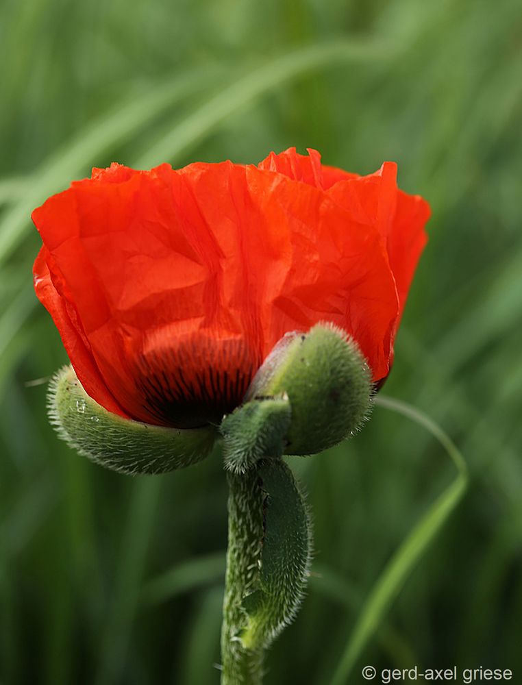 Mohn # 1005 Foto & Bild | natur, pflanzen, blüten Bilder auf fotocommunity