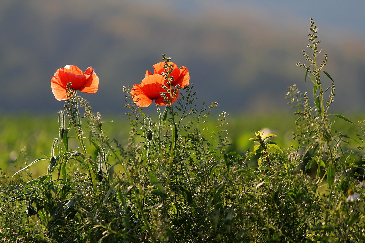 Mohn Foto & Bild | natur, landschaft, pflanzen Bilder auf fotocommunity