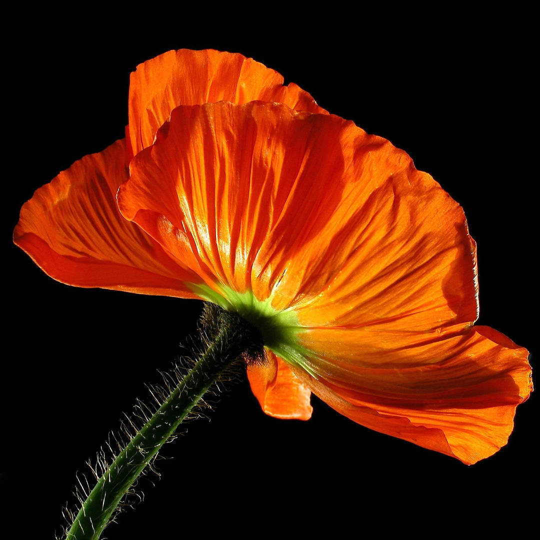 Mohn Foto & Bild | pflanzen, pilze & flechten, blüten- & kleinpflanzen ...